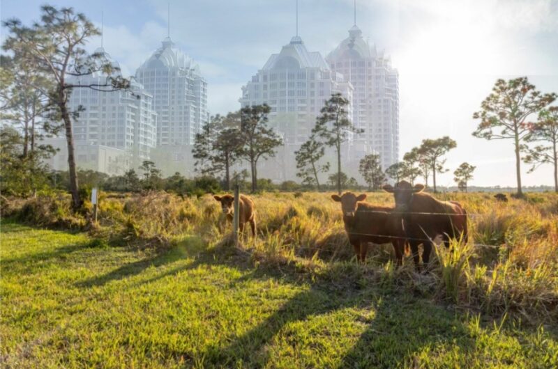 Sarasota County sued over efforts to block Live Local projects ...
